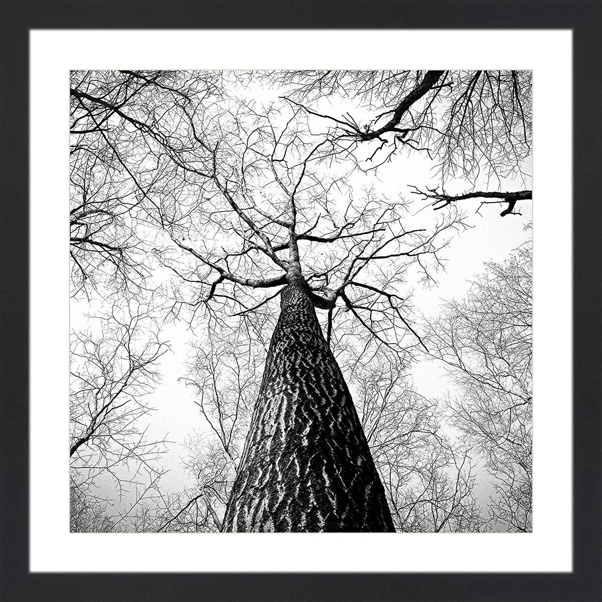 Look Up -Tree Wall Art – Homekor